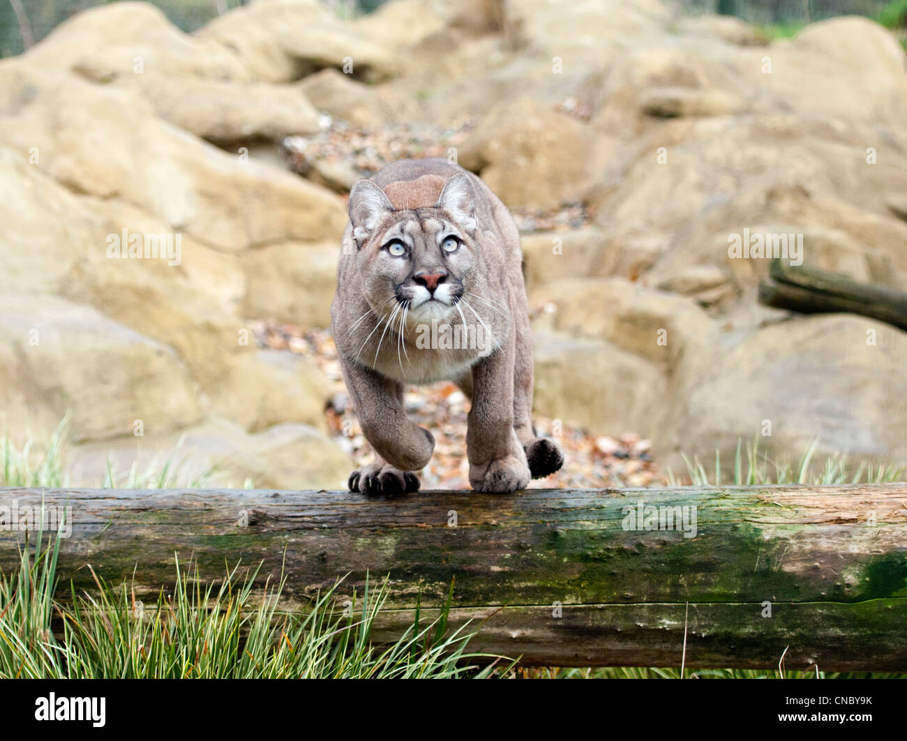 Female puma jumping over a log Stock Photo - Alamy