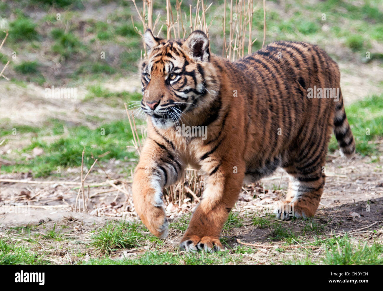Eight-month-old male Sumatran tiger cub Stock Photo - Alamy