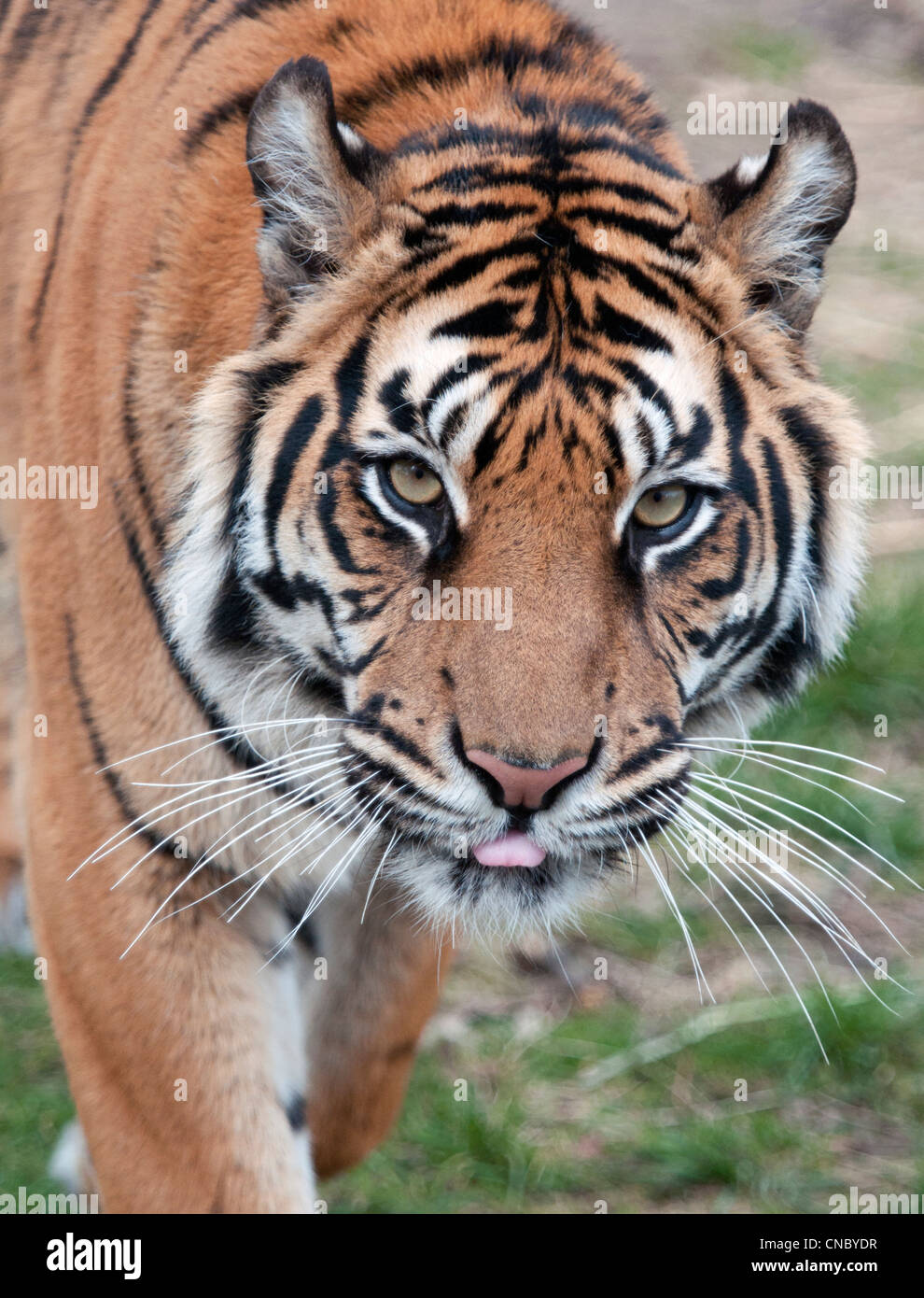 Rare sumatran tiger hi-res stock photography and images - Alamy