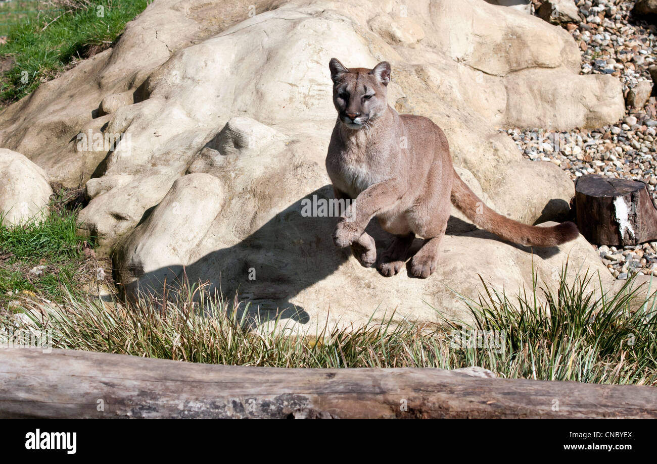 Jumping puma hi-res stock photography and images - Alamy