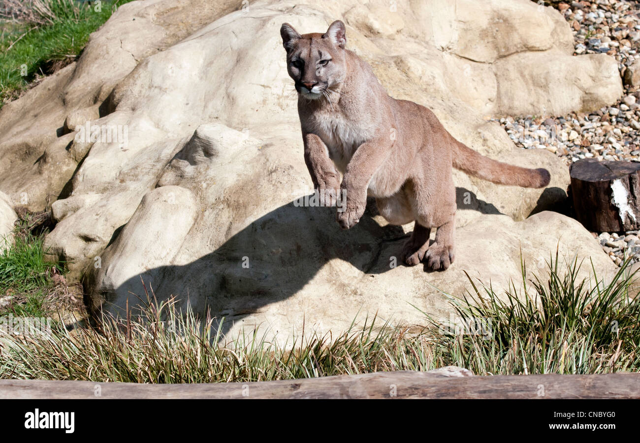 Jumping puma hi-res stock photography and images - Alamy