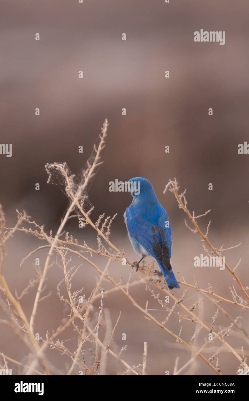 Mountain Bluebird (Sialia currucoides) a resident of the Bosque del ...