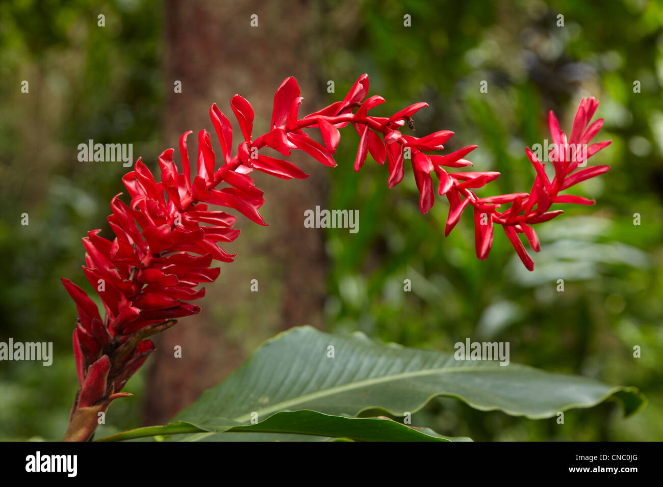 Red Ginger Flower (Alpinia purpurata), Coral Coast, Viti Levu, Fiji ...