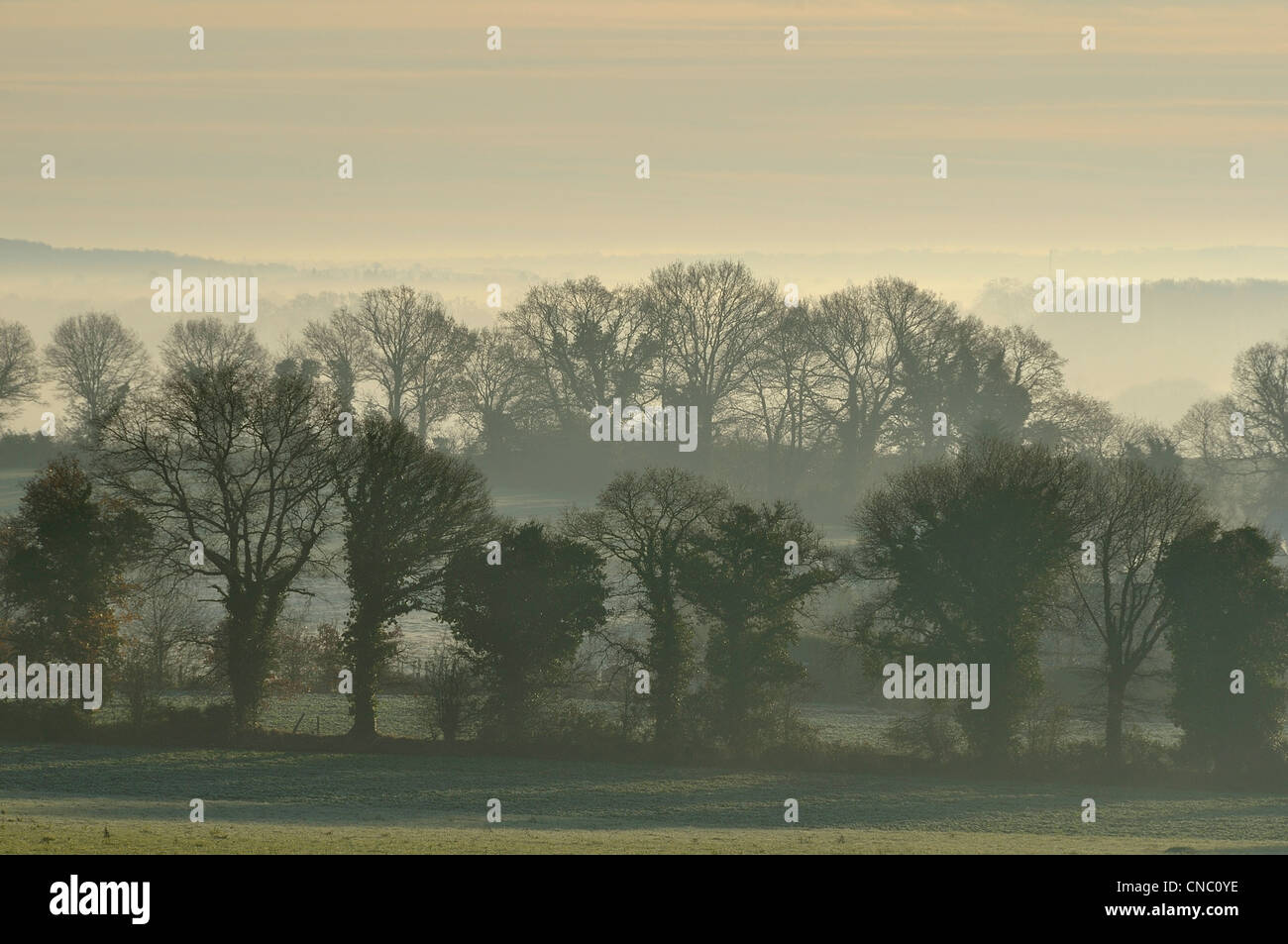 Bocage hedges and trees hi-res stock photography and images - Alamy