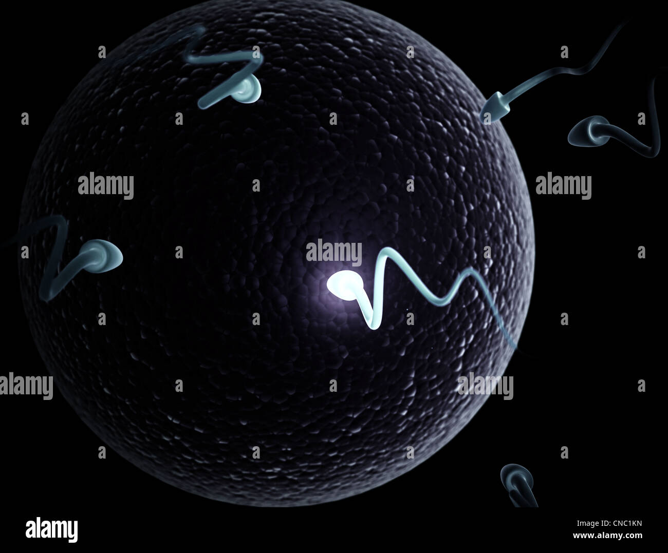 Sperm cell entering the egg Stock Photo - Alamy