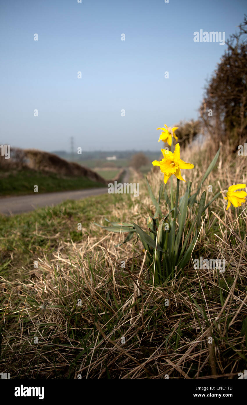 Daffodils growing by the roadside on a Sunny March day Stock Photo - Alamy