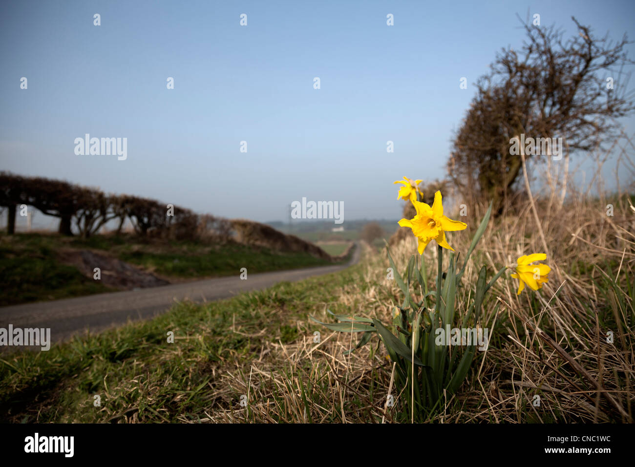 Daffodils By The Roadside High Resolution Stock Photography and Images ...