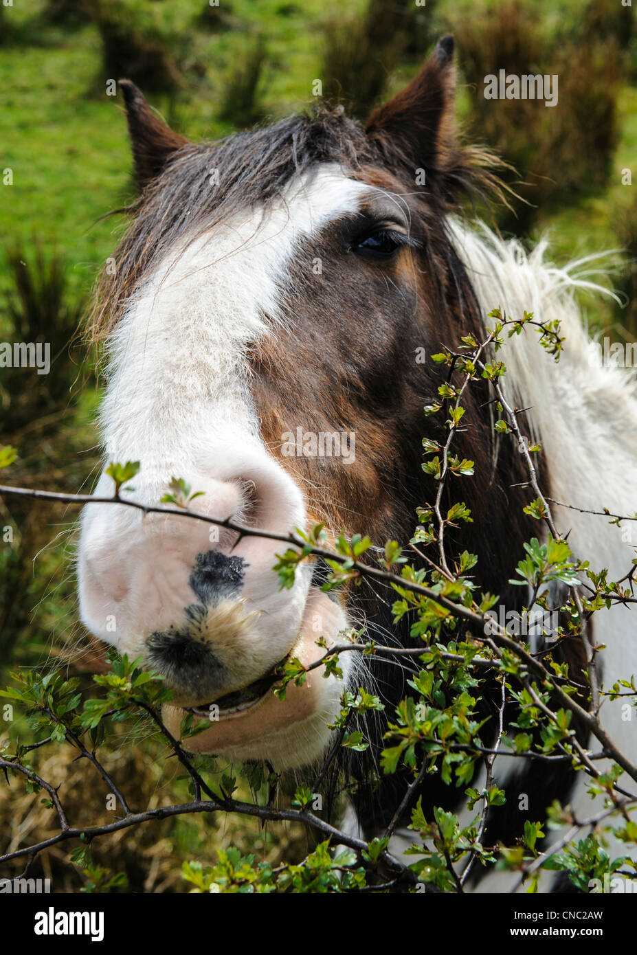 Galloway pony hi-res stock photography and images - Alamy