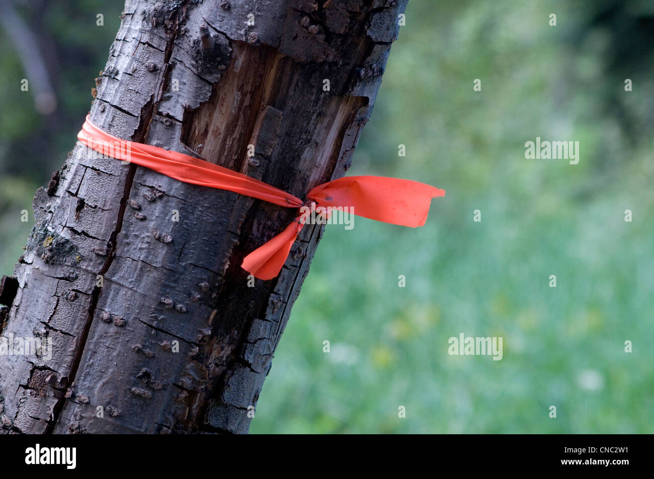 Forestry mark hi-res stock photography and images - Alamy