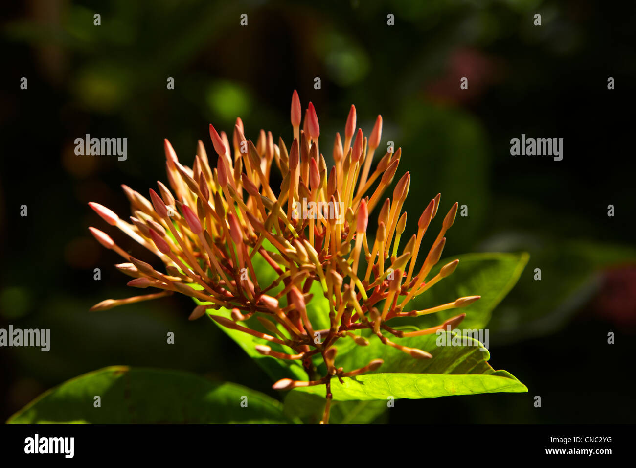 Pacific island flower hi-res stock photography and images - Alamy