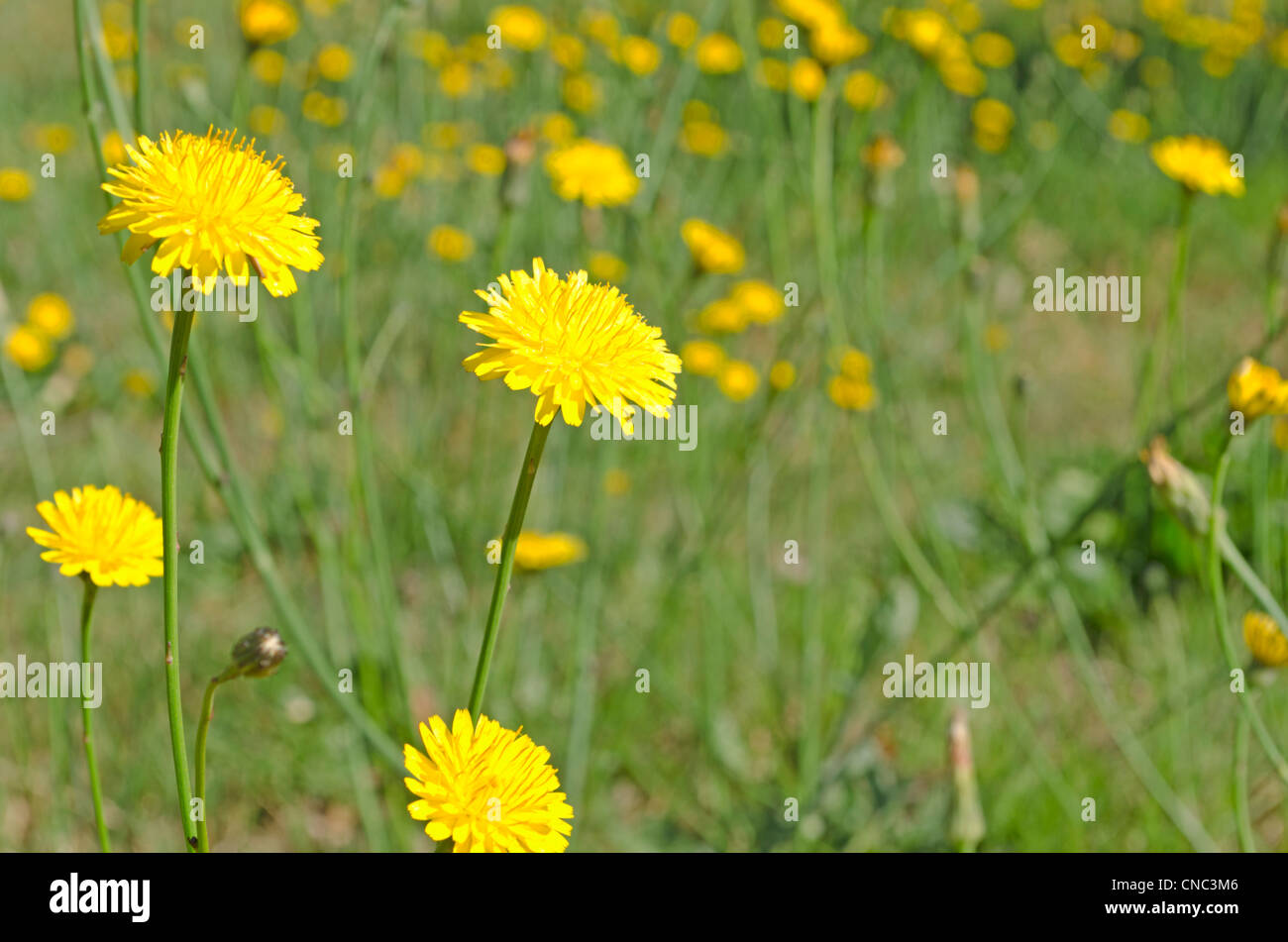 Field of yellow dandelions Stock Photo - Alamy