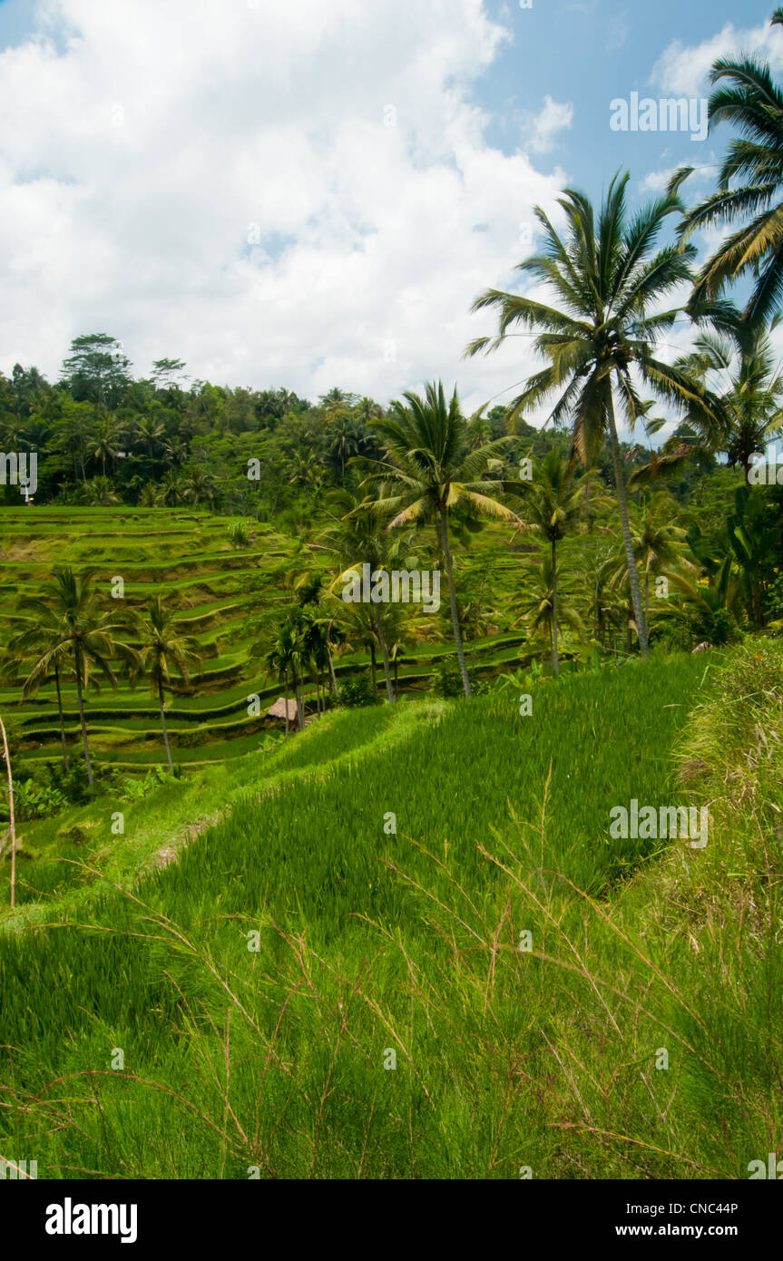 Green rice terraces near Ubud, Bali, Indonesia Stock Photo - Alamy