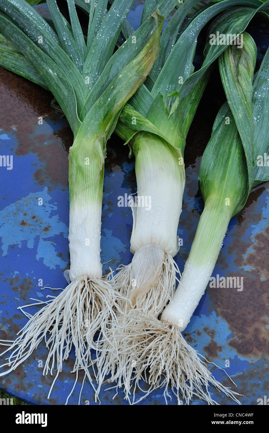 Three leeks (Allium porum) on the garden table Stock Photo - Alamy
