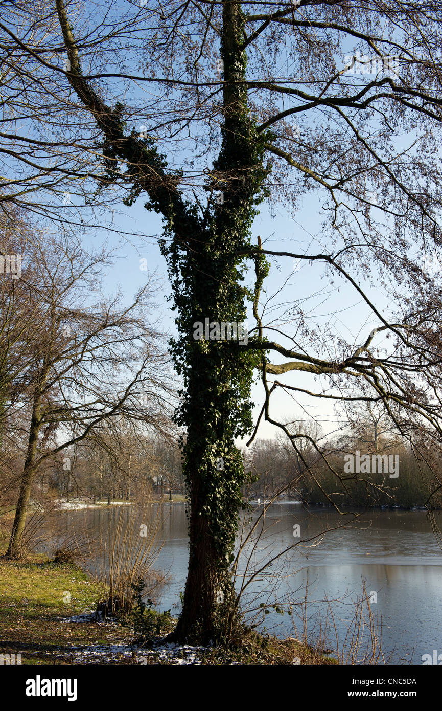 ivy grown tree Stock Photo - Alamy