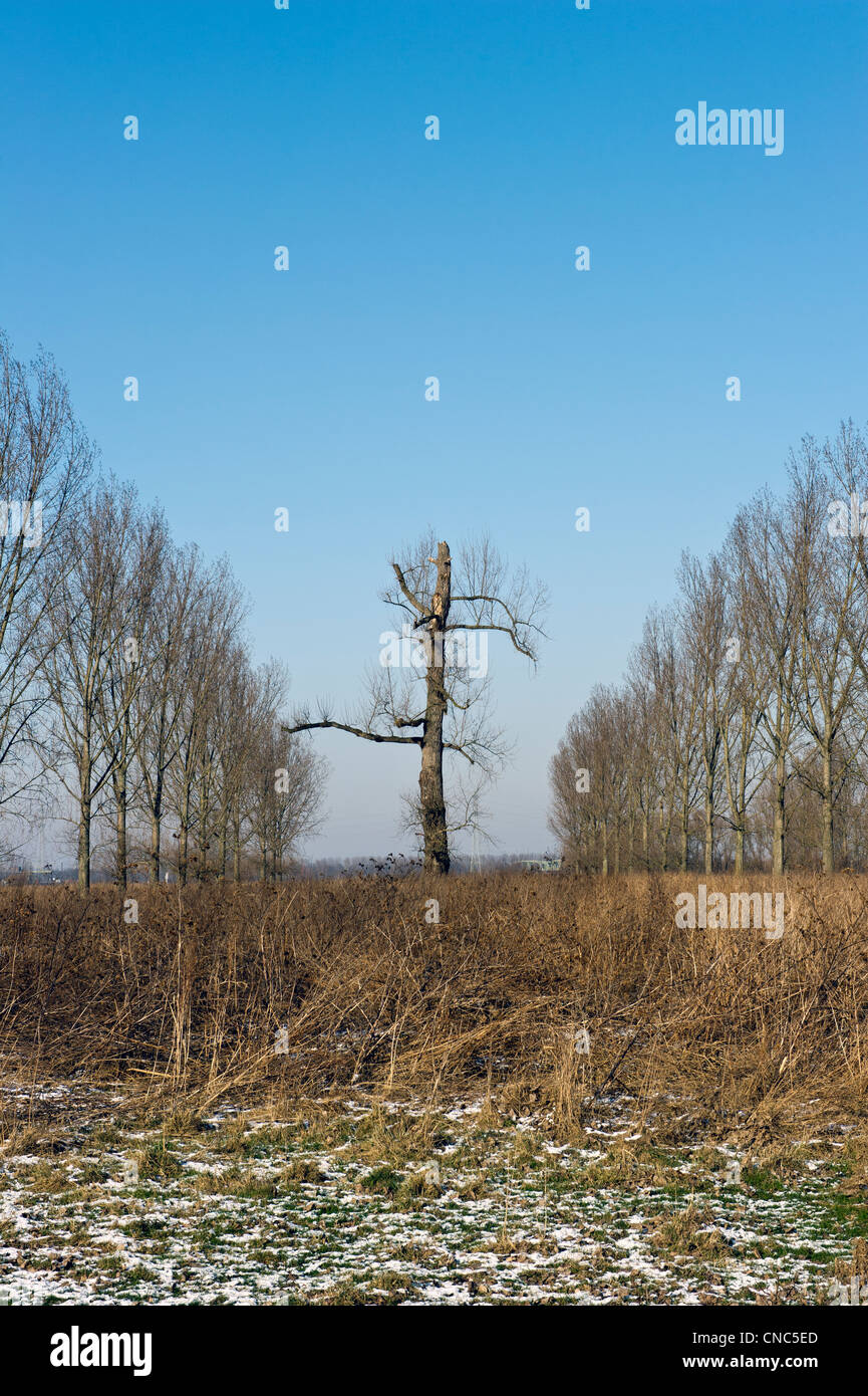 tree in field Stock Photo - Alamy