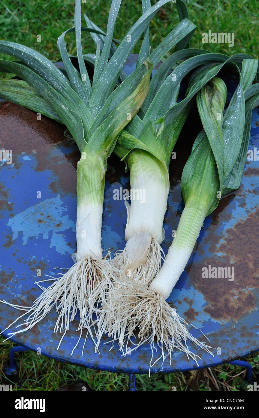 Allium Porum High Resolution Stock Photography and Images - Alamy