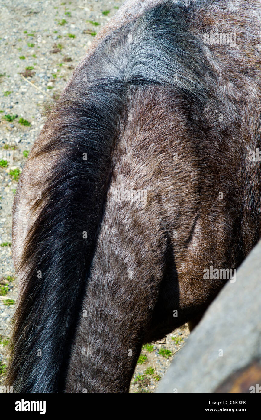 Horse at Hidden Valley Farm at Ridley Creek State Park, Pennsylvania ...