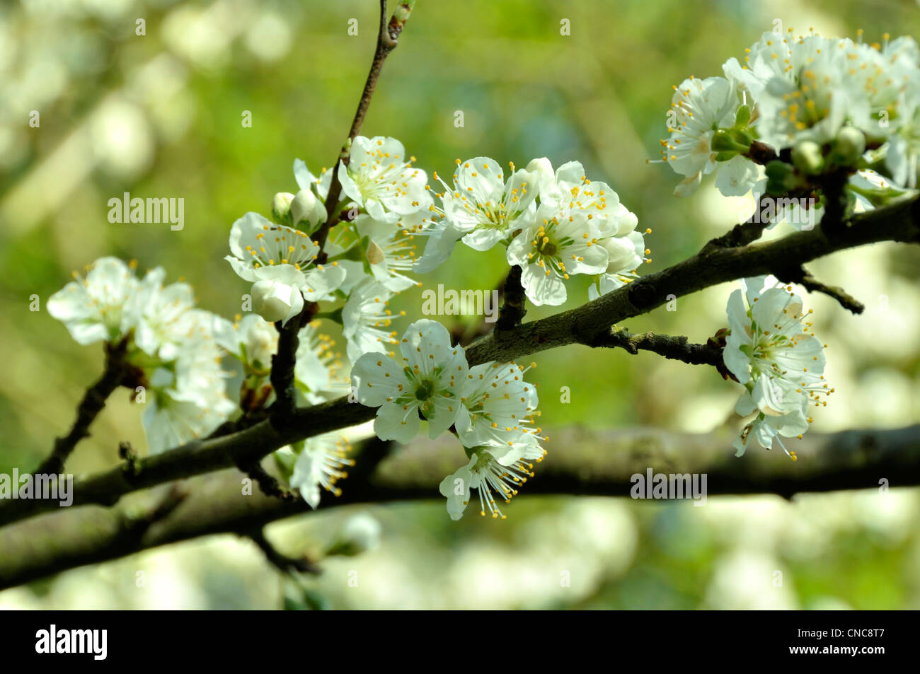 Perry pear tree in bloom in spring, flowers on the branch(North Mayenne ...