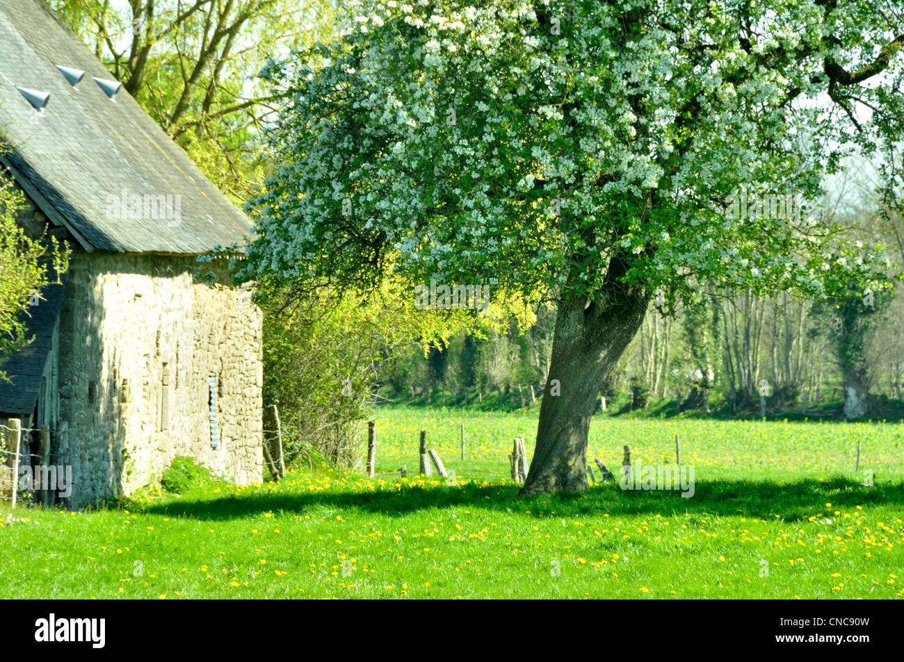 Perry pear tree hi-res stock photography and images - Alamy