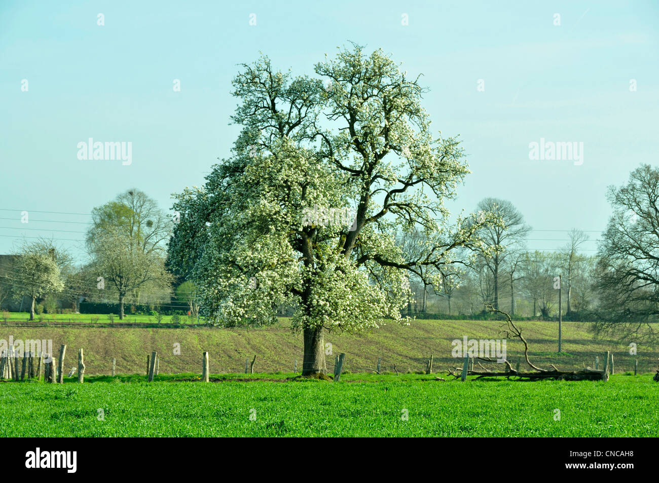 A perry pear tree in the bocage of Northern Mayenne, in spring (Pays de ...