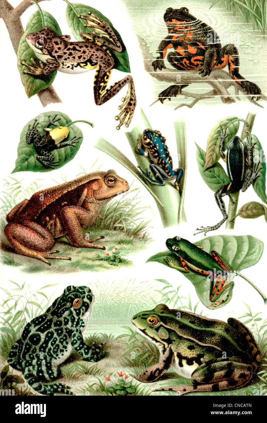 Historical illustration from the 19th Century, depiction of frogs and ...