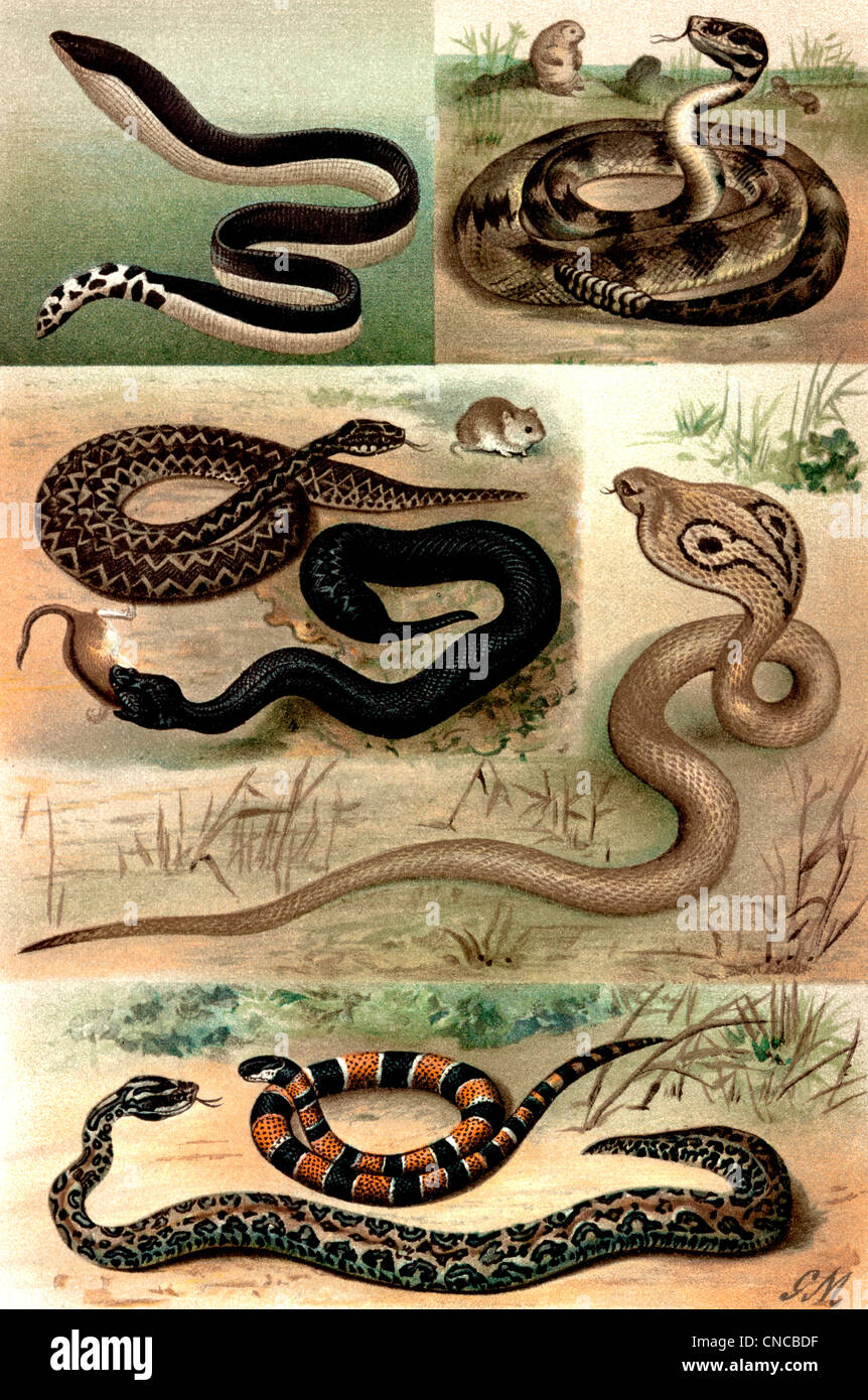 Snakes Species Collage