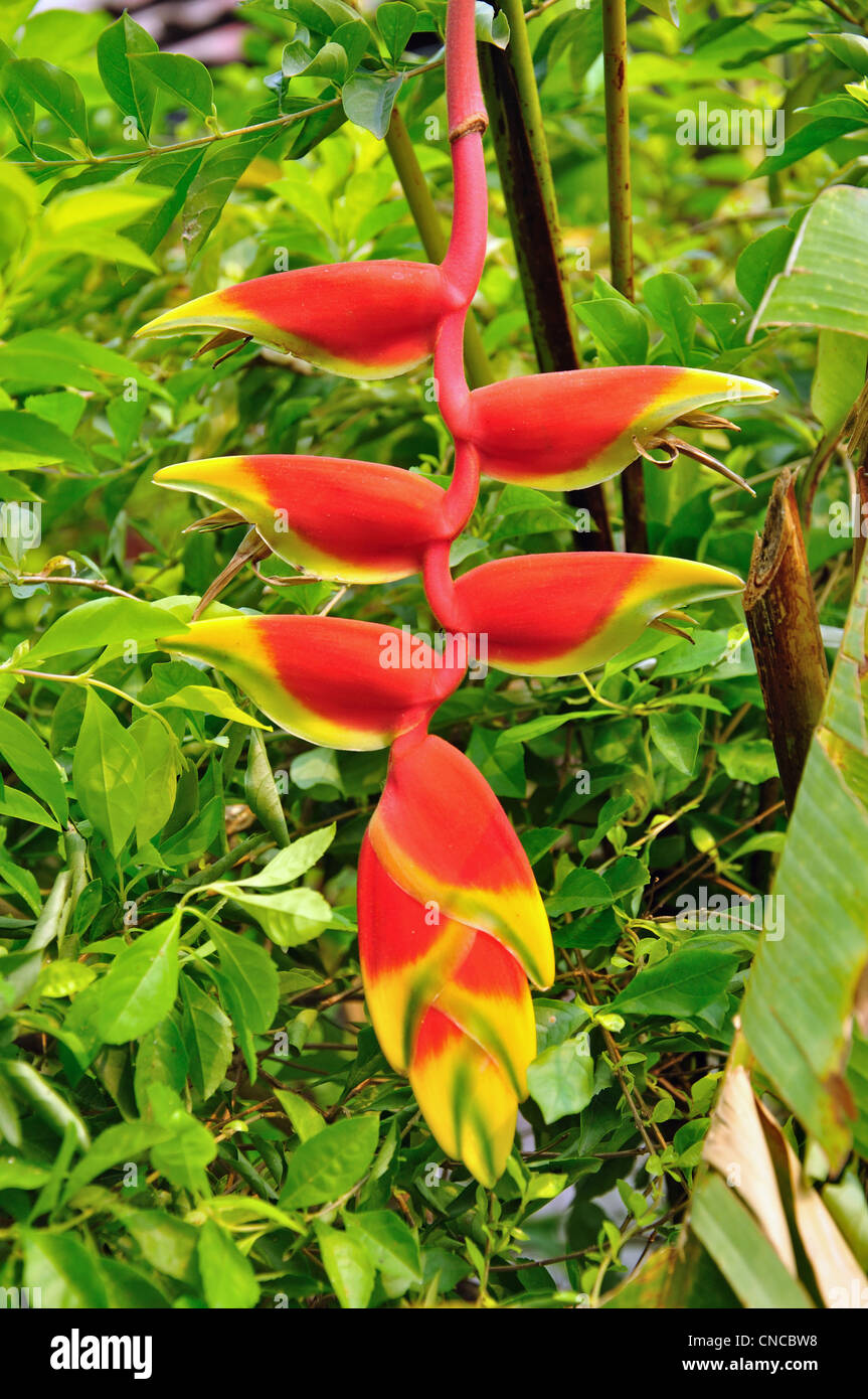 Heliconia pendula inflorescence (Lobster-claw) plant, Luang Prabang ...