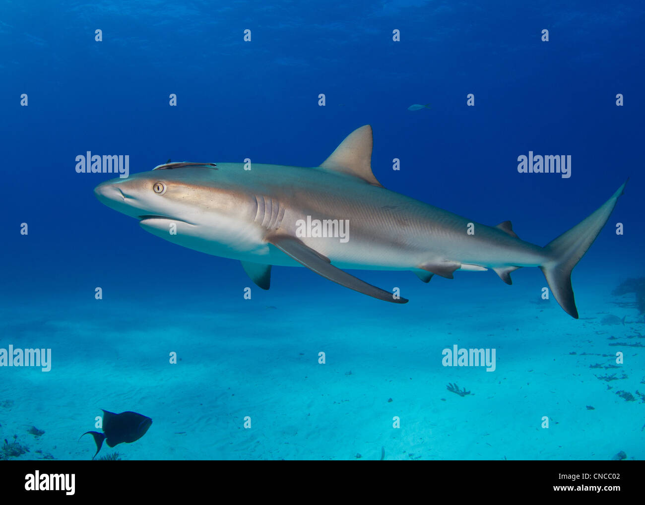 Shark background hi-res stock photography and images - Alamy