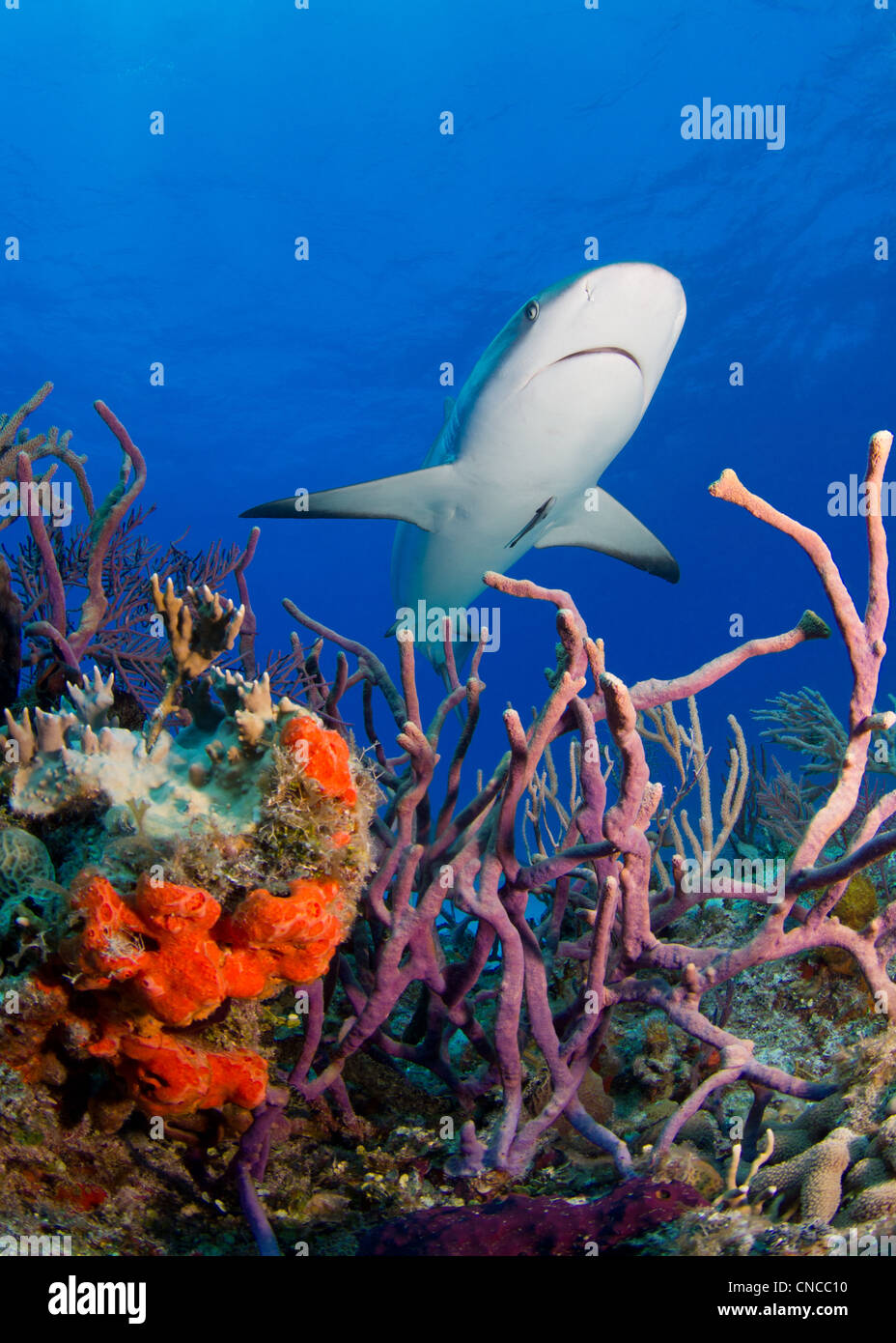 Caribbean Reef Shark Swimming Over Coral Stock Photo - Alamy