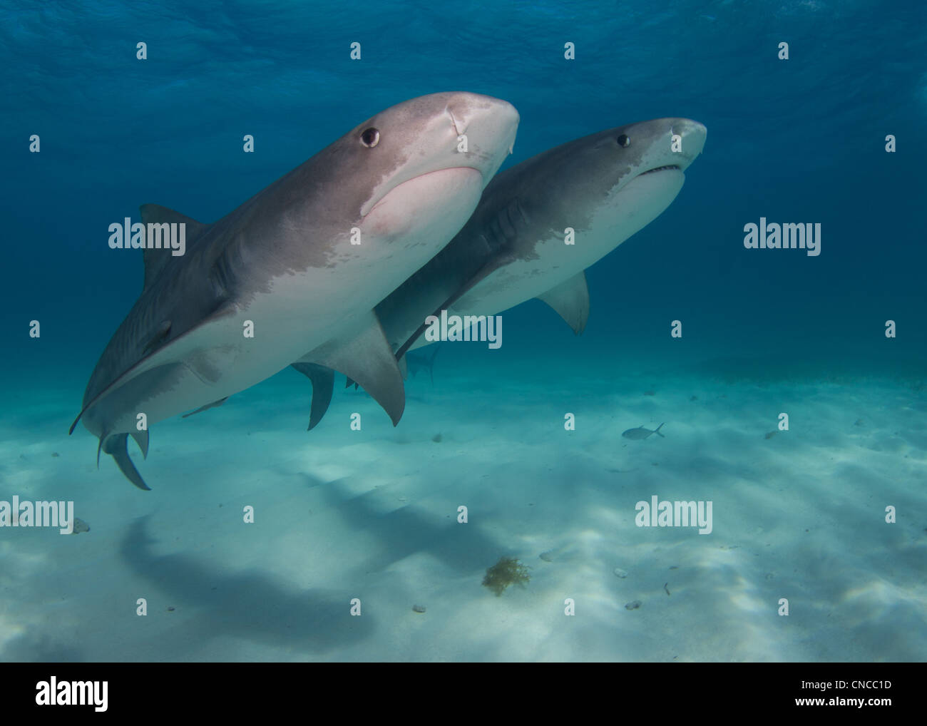 Two Tiger Sharks Stock Photo - Alamy