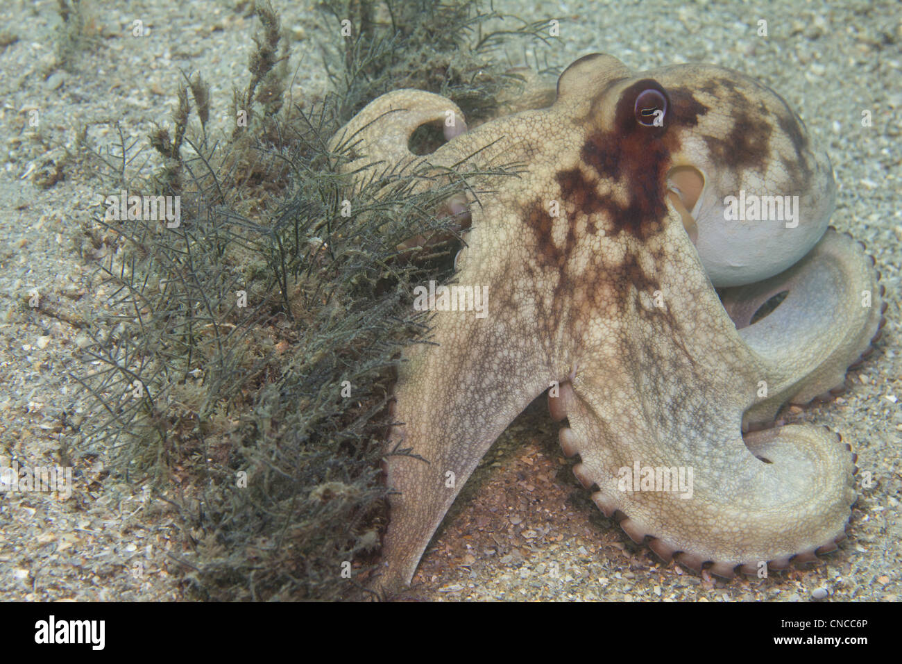 Octopus beak hi-res stock photography and images - Alamy