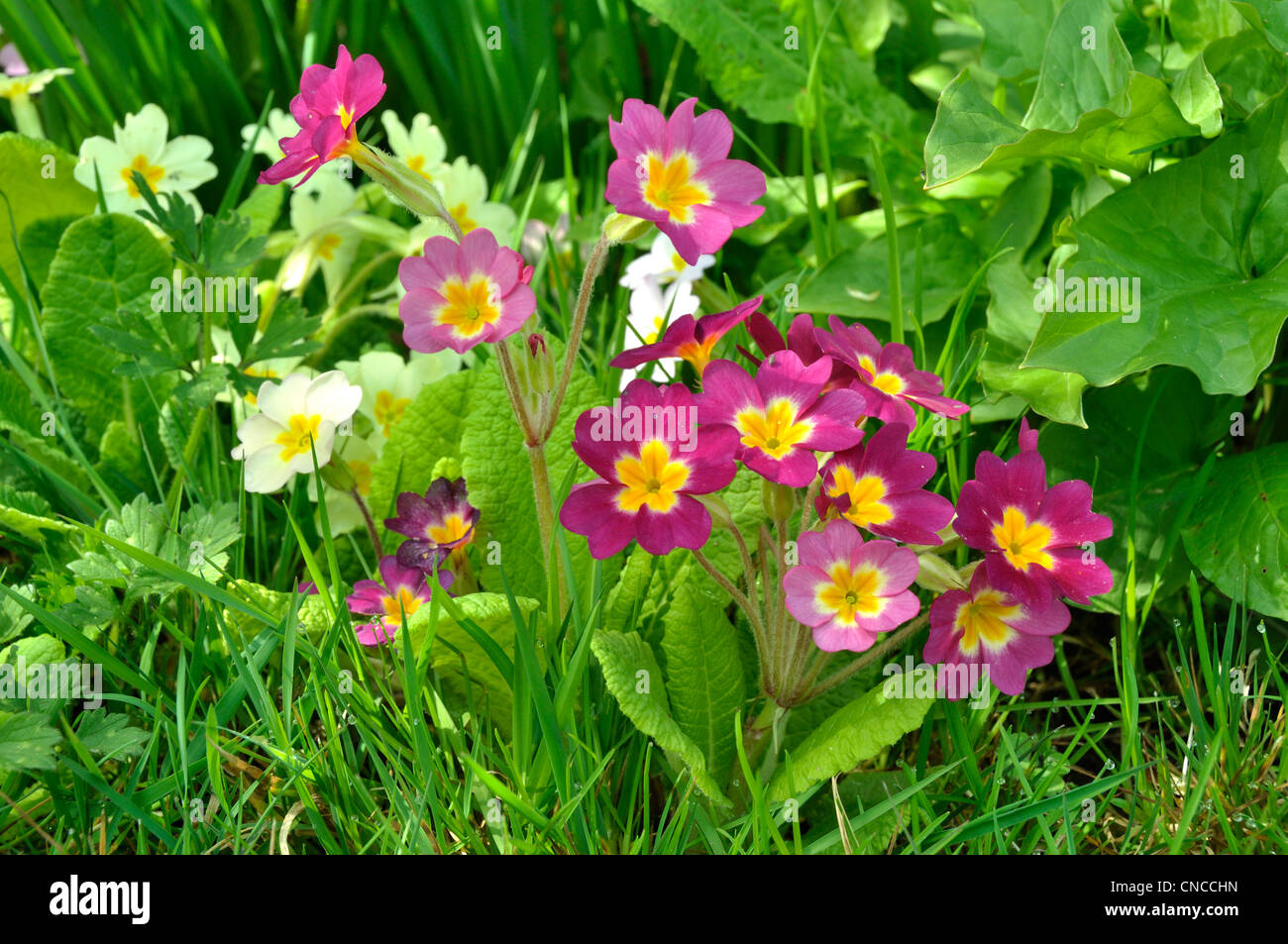 Primrose (Primula vulgaris) in full flower Stock Photo - Alamy