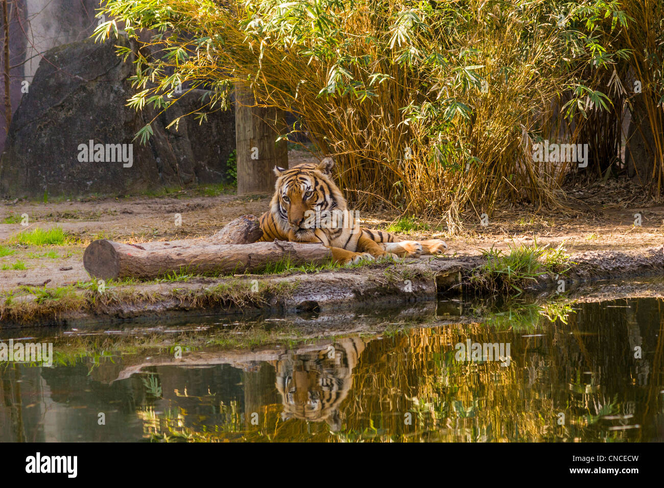 Tiger with reflection Stock Photo - Alamy