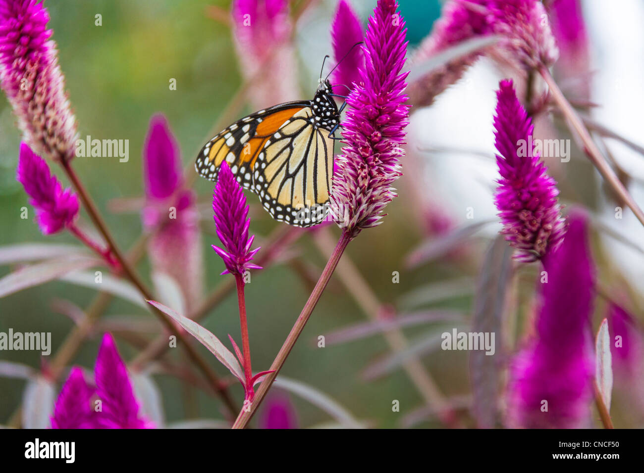Monarch Butterfly, Danaus plexippus, on Fireweed or Cockscomb, Celosia ...