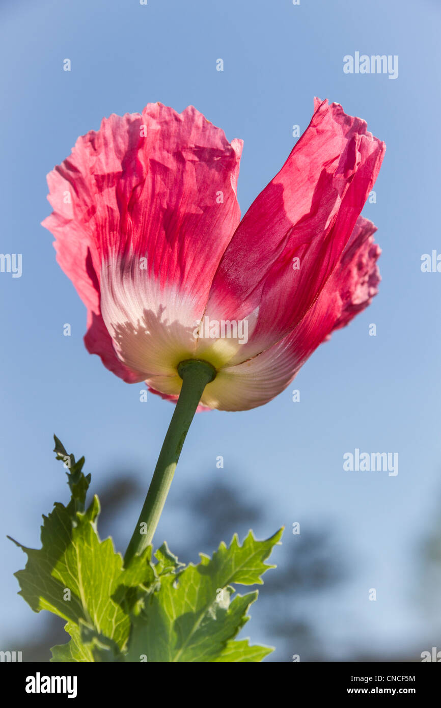 Oriental Poppy flower, Papaver orientale, at Mercer Arboretum and ...