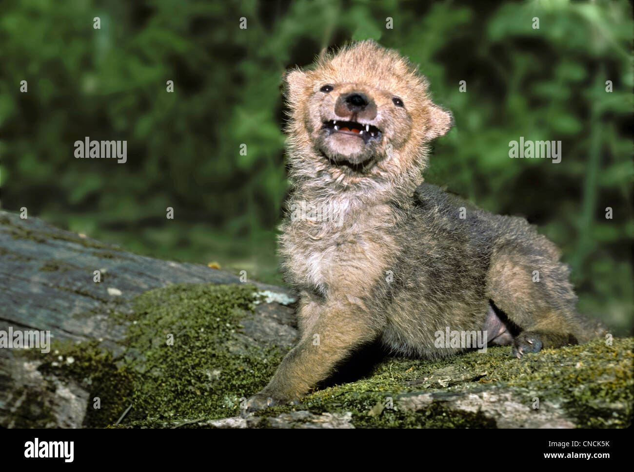 Coyote pup smiles looking up from wooded log, Missouri USA Stock Photo ...