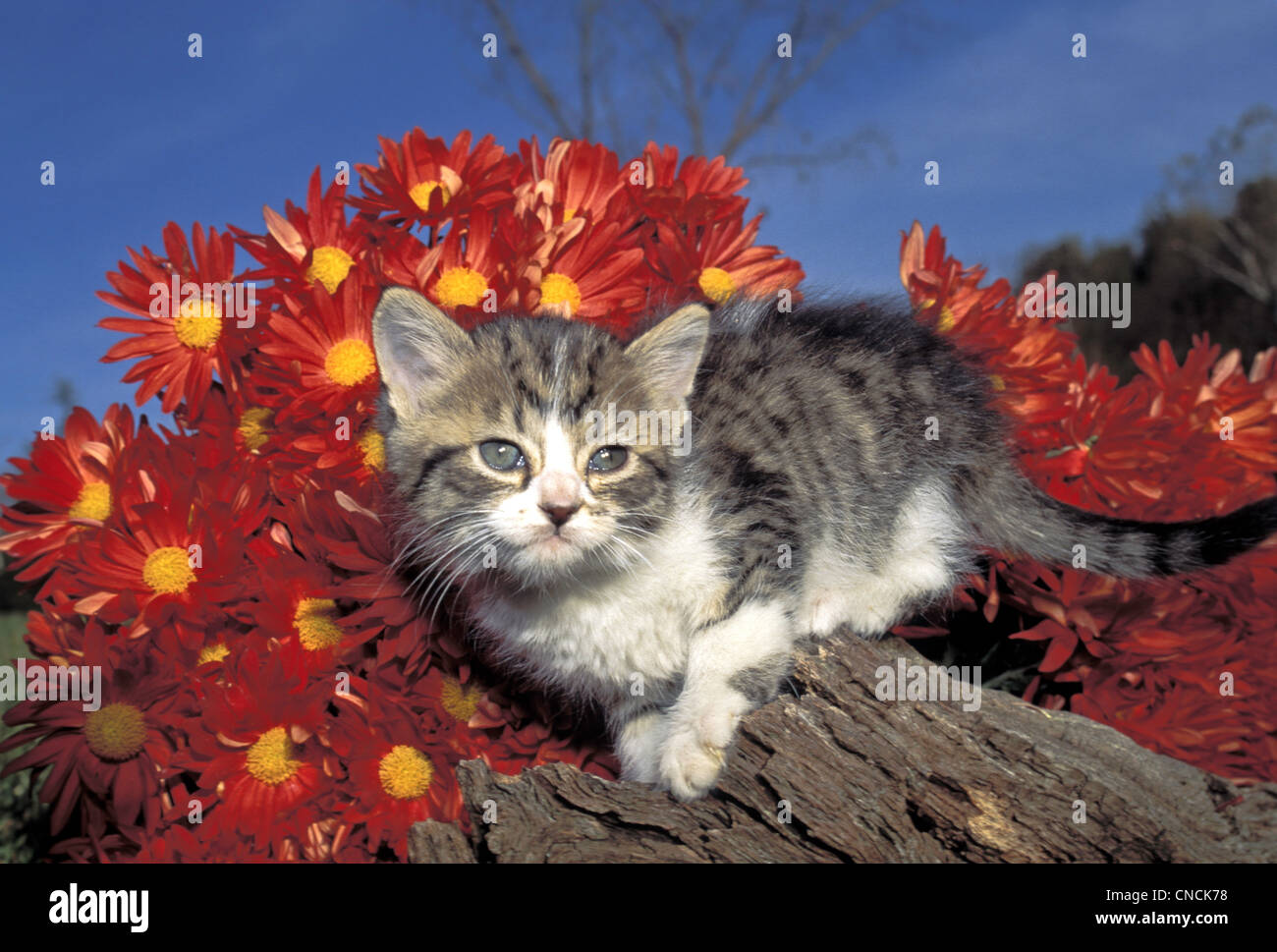 Tortoise shell crouching hi-res stock photography and images - Alamy