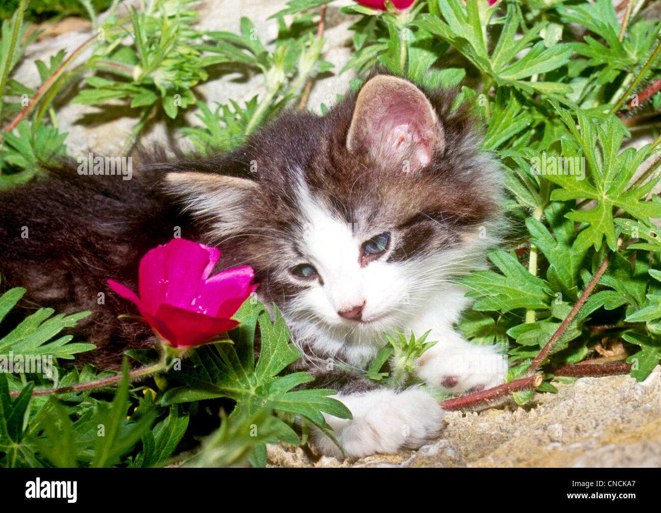Grey and white kitten sitting beside poppy mallow flower in rock garden ...