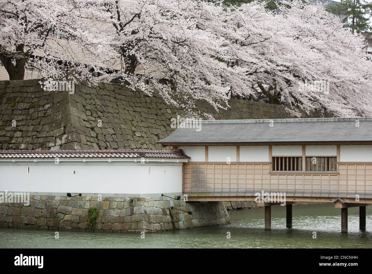 Fukui Castle, moat, fortified stone wall and cherry blossom, in Fukui ...