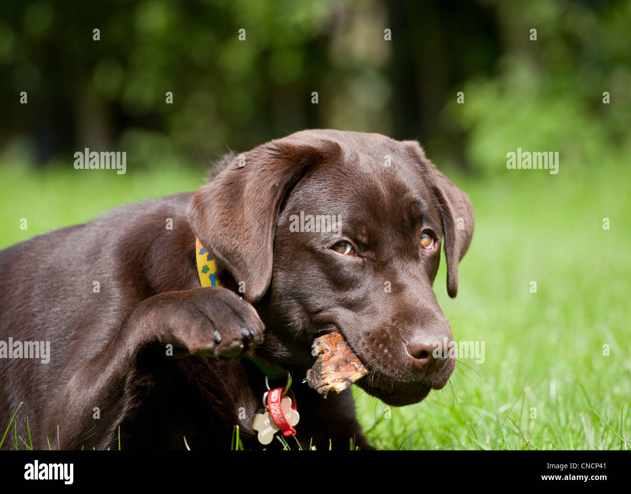 Why Labrador Chews Everything