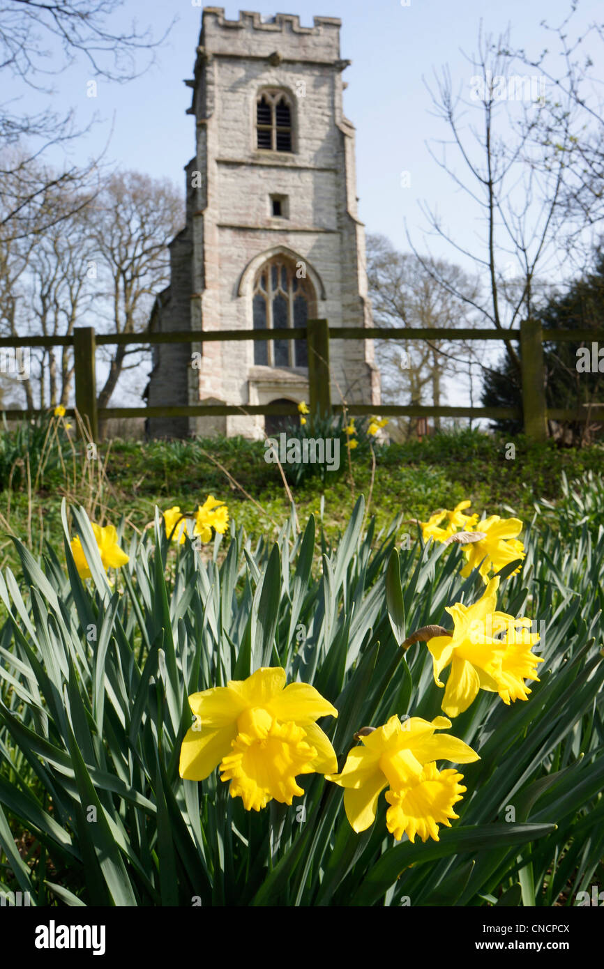 dafodills baddesley clinton church warwickshire Stock Photo - Alamy