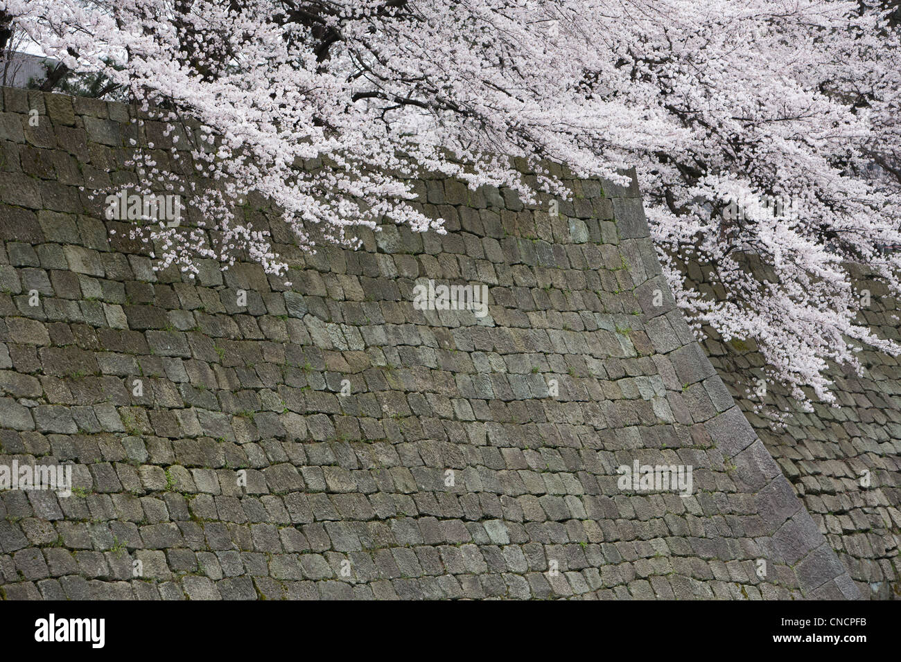 Fukui Castle, moat, fortified stone wall and cherry blossom, in Fukui ...