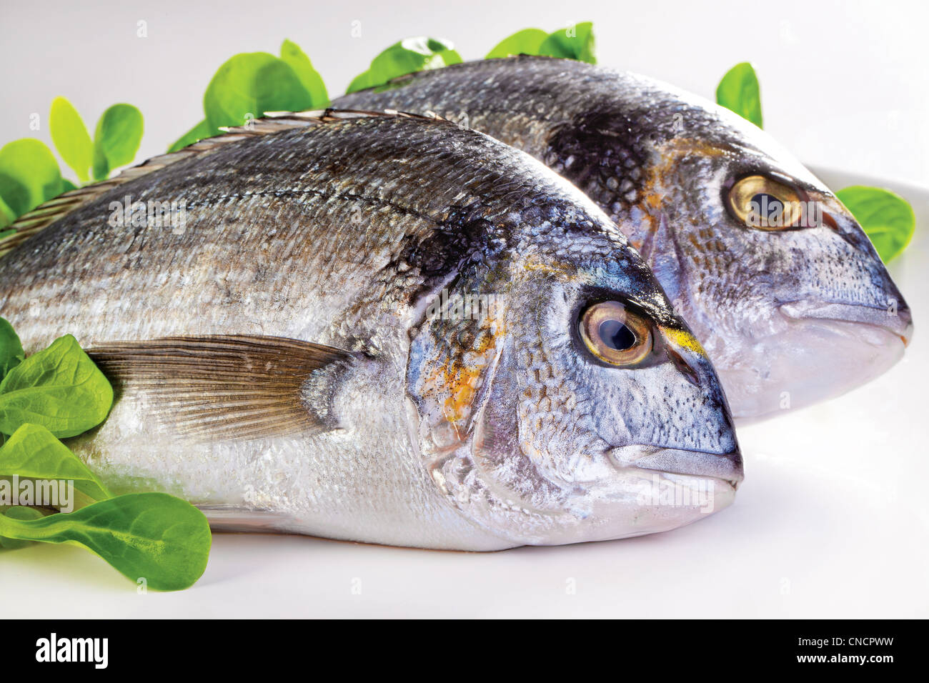 Dorada fish hi-res stock photography and images - Alamy