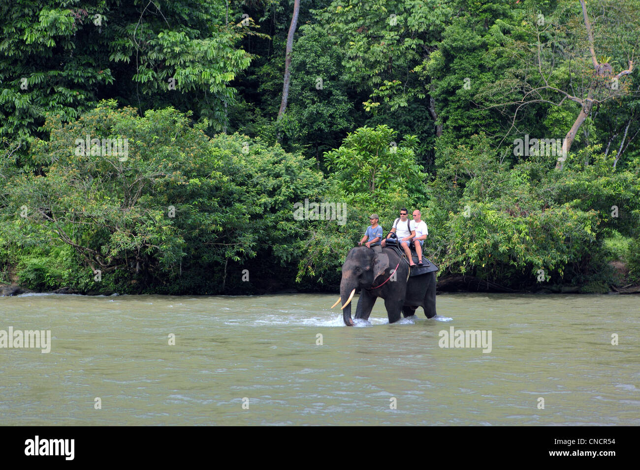 Elephant trekking at Tangkahan which borders Gunung Leuser National ...