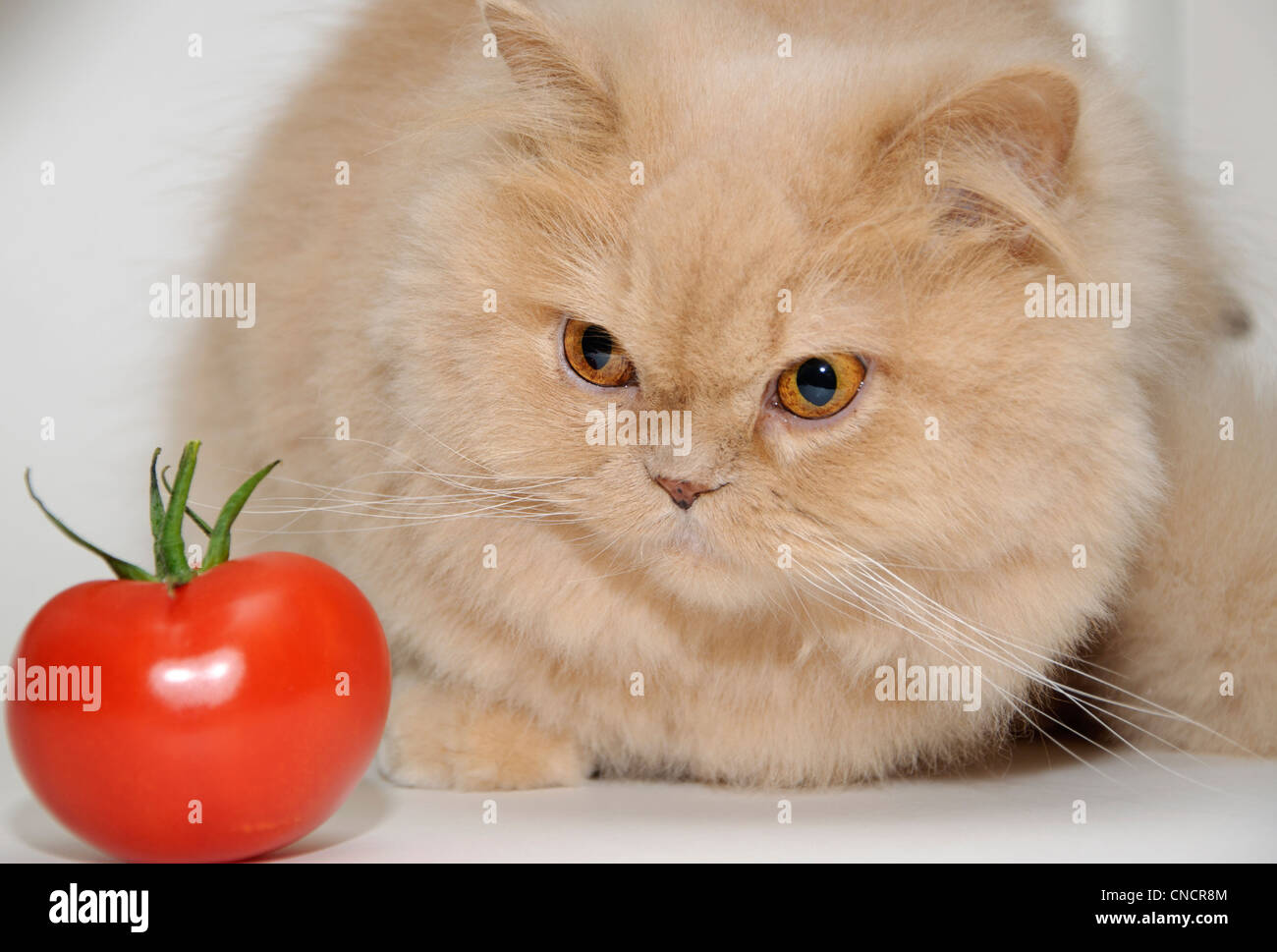 Cat's staring at tomato Stock Photo - Alamy