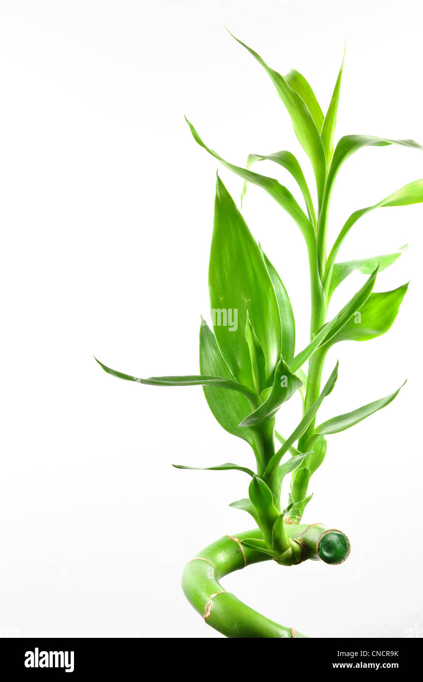 Isolated bamboo with white background Stock Photo - Alamy