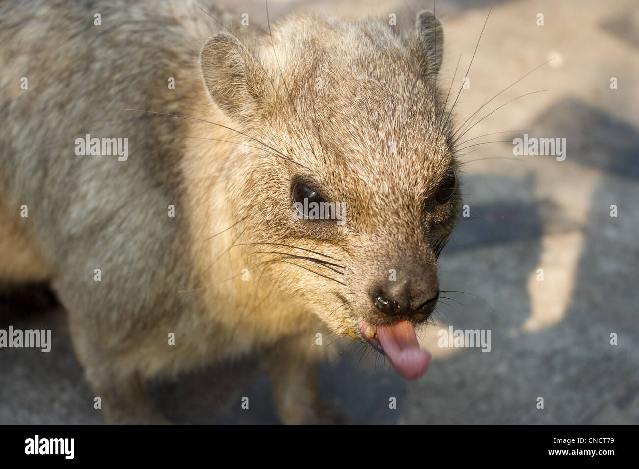 The Rock Hyrax (Procavia capensis), or Cape Hyrax,order Hyracoidea ...