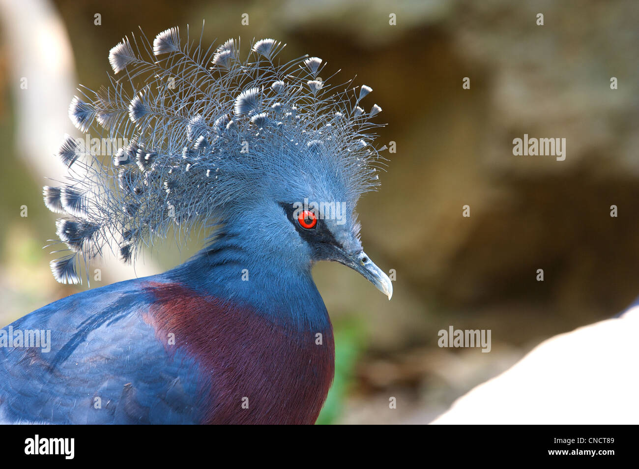 Pigeon head hi-res stock photography and images - Alamy