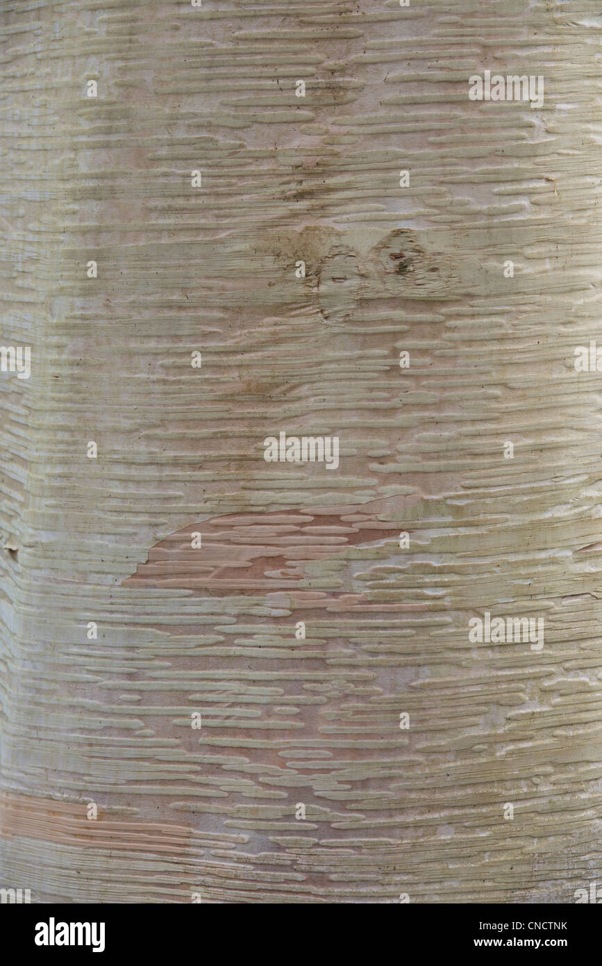 Trunk of a paper bark maple hi-res stock photography and images - Alamy