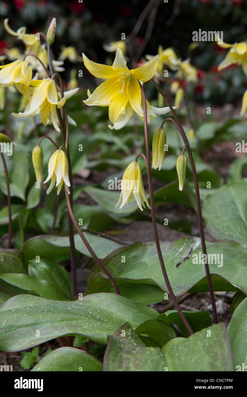 Erythronium pagoda yellow flower Stock Photo - Alamy